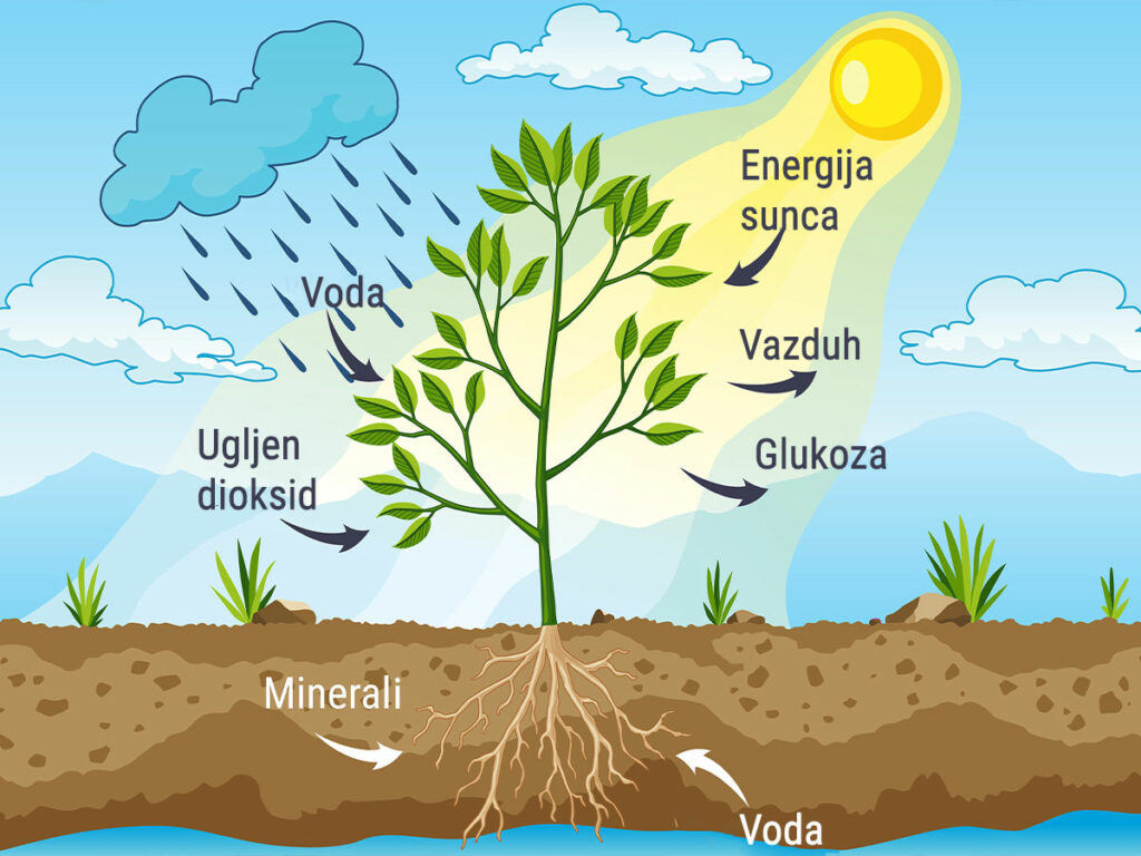Biljke koje prečišćavaju vazduh - mit ili stvarnost